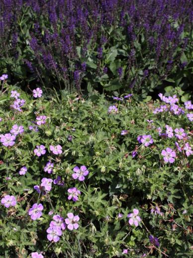 Geranium 'Sweet Heidi' - Ooievaarsbek | De Tuinen van Appeltern