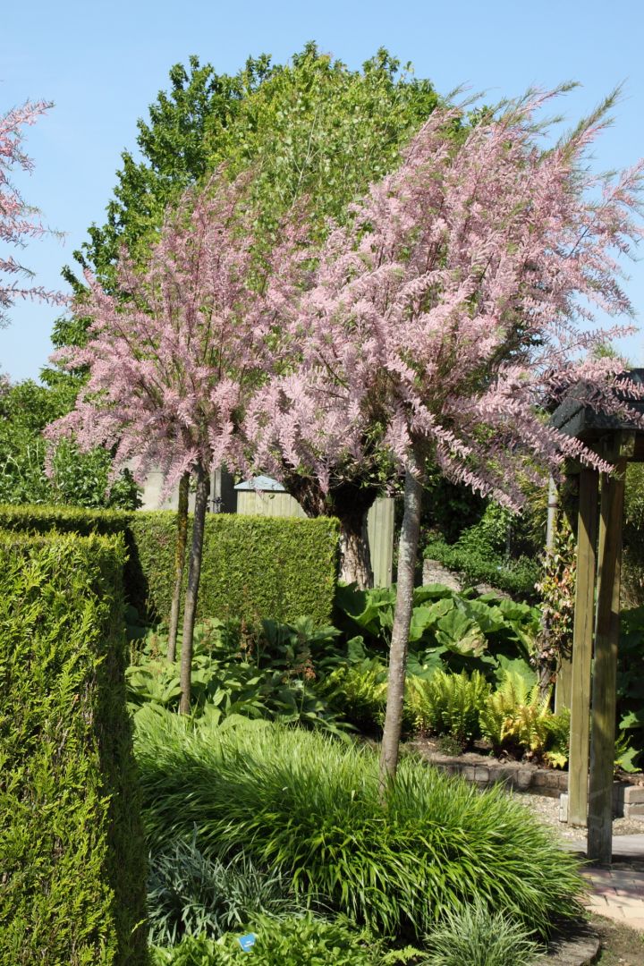 Tamarix tetrandra - Tamarisk | De Tuinen van Appeltern
