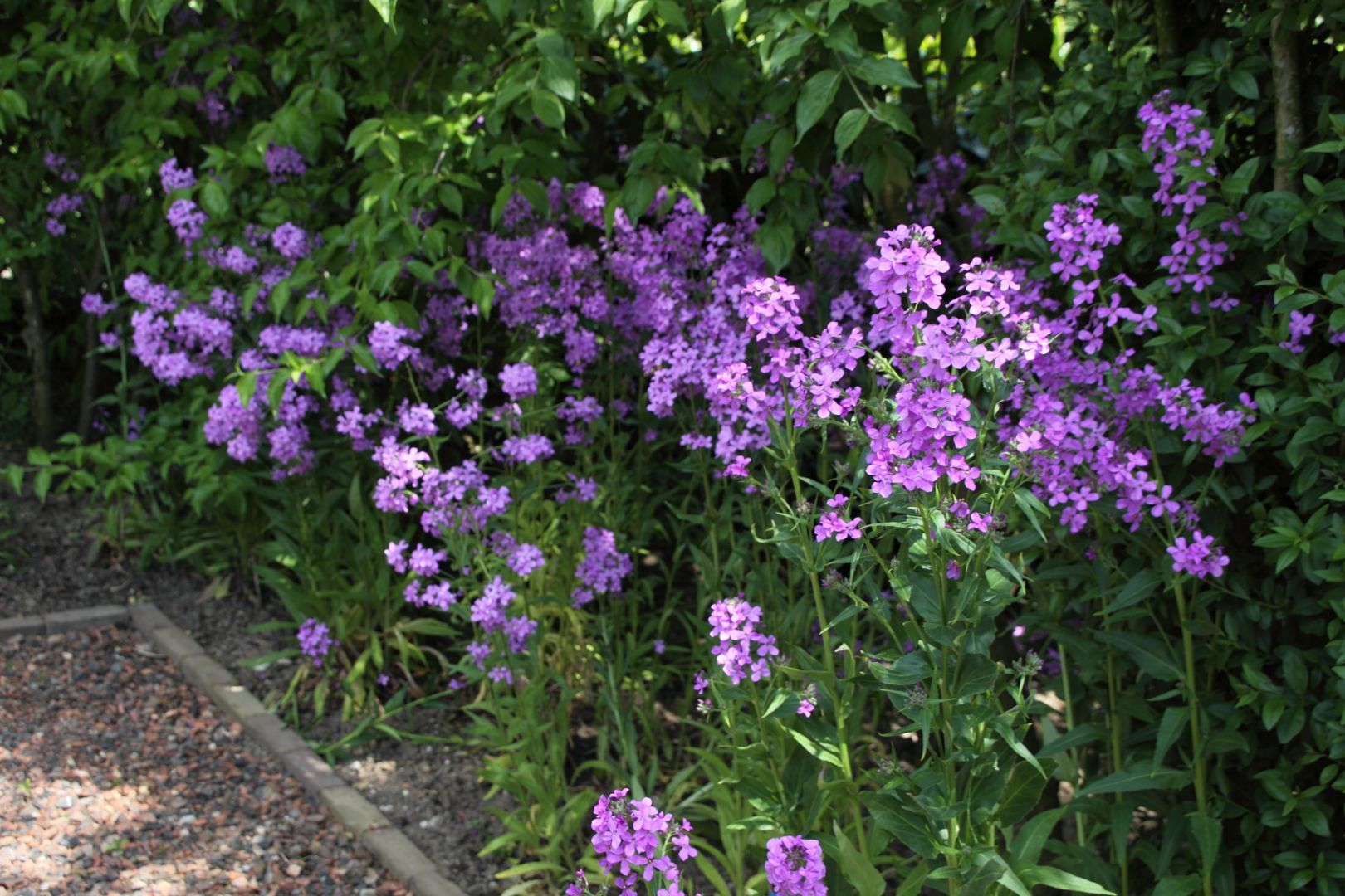 Hesperis matronalis - Damastbloem | De Tuinen van Appeltern