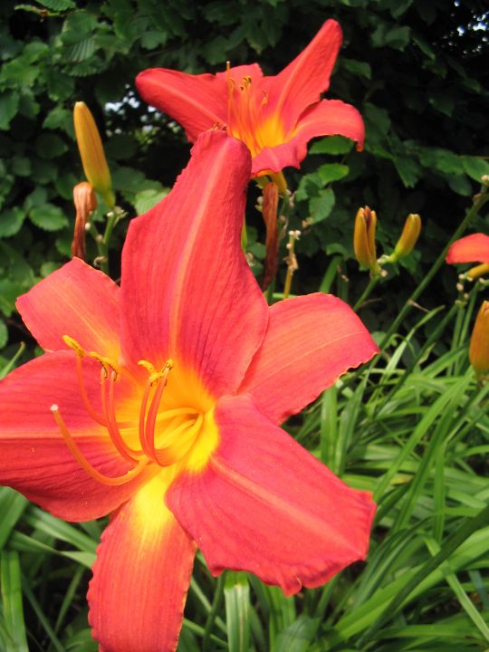 Hemerocallis 'Campfire Embers' - Daglelie | De Tuinen van Appeltern