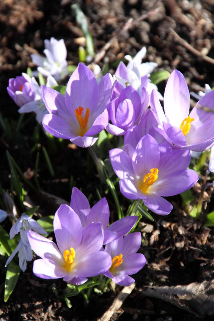 Crocus etruscus 'Zwanenburg' - Krokus | De Tuinen van Appeltern