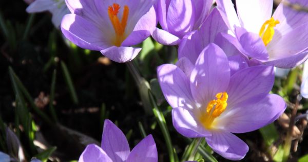 Crocus etruscus 'Zwanenburg' - Krokus | De Tuinen van Appeltern