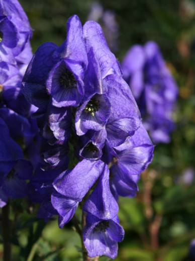 Aconitum carmichaelii 'Arendsii' - Monnikskap | De Tuinen van Appeltern
