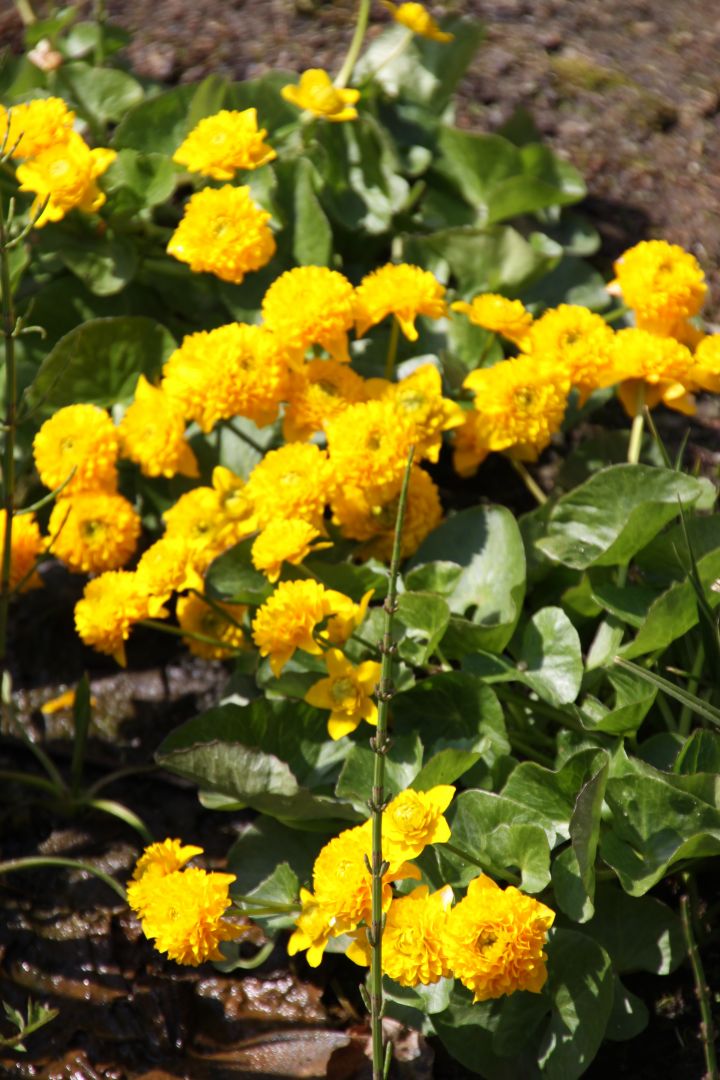 Caltha palustris 'Plena' - Gewone dotterbloem | De Tuinen van Appeltern