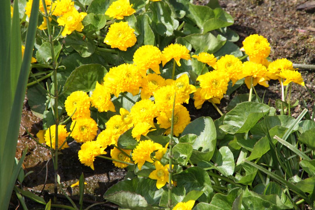 Caltha palustris 'Plena' - Gewone dotterbloem | De Tuinen van Appeltern