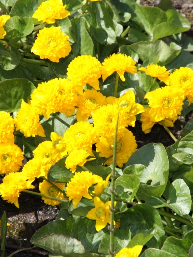 Caltha palustris 'Plena' - Gewone dotterbloem | De Tuinen van Appeltern