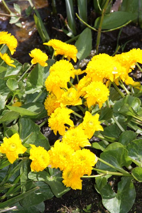 Caltha palustris 'Plena' - Gewone dotterbloem | De Tuinen van Appeltern