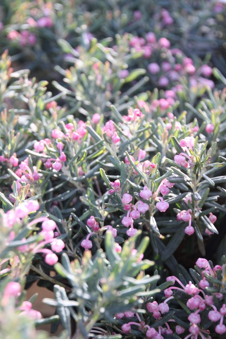 Andromeda polifolia 'Blue Ice' - Lavendelheide | De Tuinen van Appeltern