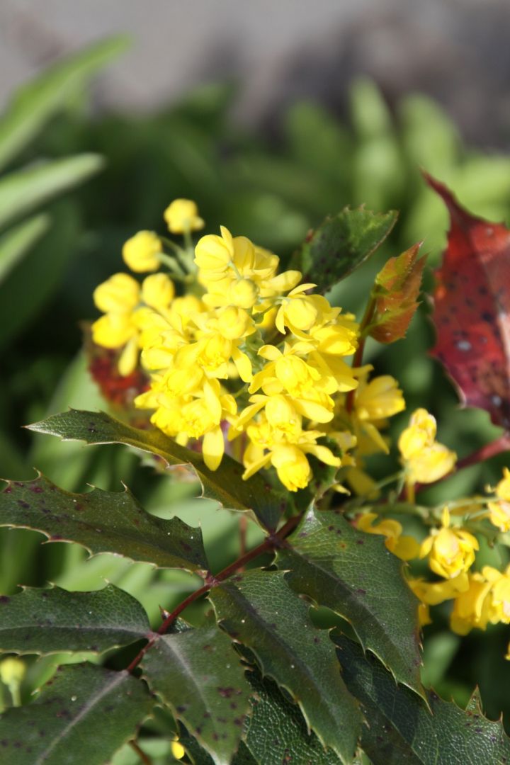 Mahonia aquifolium 'Apollo' - Mahoniestruik | De Tuinen van Appeltern