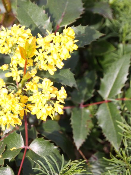 Mahonia aquifolium 'Apollo' - Mahoniestruik | De Tuinen van Appeltern