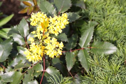 Mahonia aquifolium 'Apollo' - Mahoniestruik | De Tuinen van Appeltern