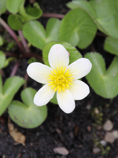 Caltha palustris var. alba - Gewone dotterbloem | De Tuinen van Appeltern