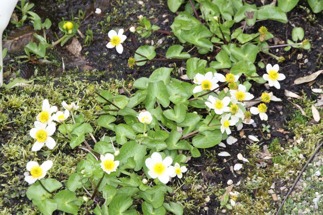 Caltha palustris var. alba - Gewone dotterbloem | De Tuinen van Appeltern