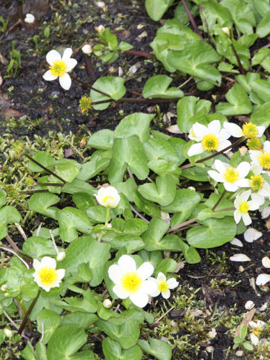 Caltha palustris var. alba - Gewone dotterbloem | De Tuinen van Appeltern