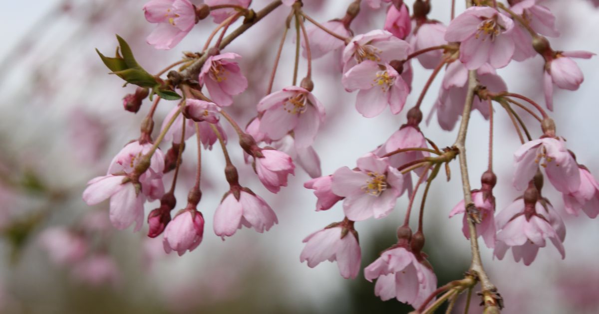 Prunus pendula 'Pendula Rosea' - (Treur)sierkers | De Tuinen van Appeltern
