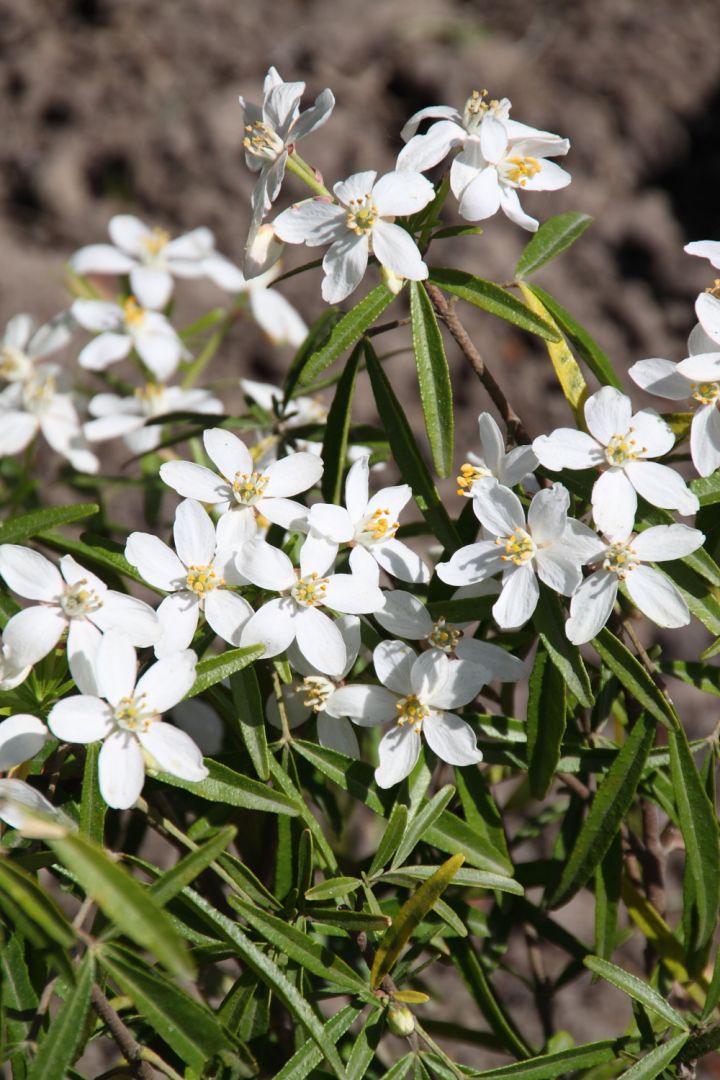 Choisya ternata 'Aztec Pearl' - / | De Tuinen van Appeltern