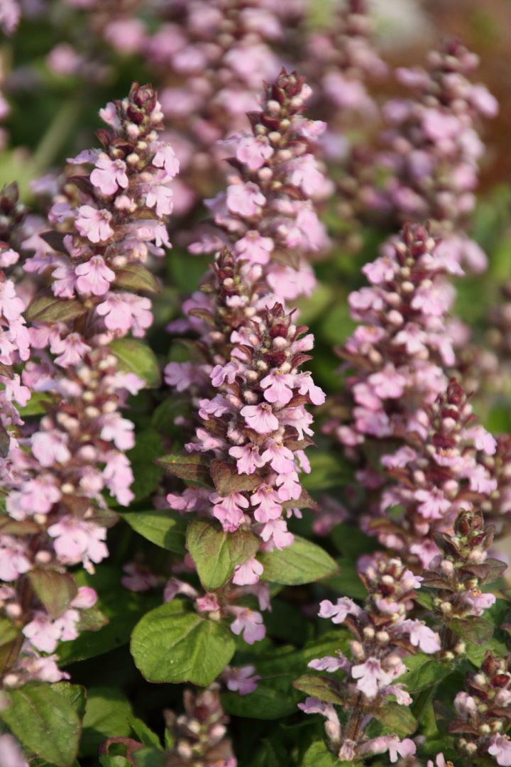 Ajuga reptans 'Rosea' - Kruipend zenegroen | De Tuinen van Appeltern