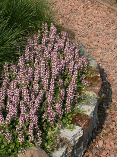 Ajuga reptans 'Rosea' - Kruipend zenegroen | De Tuinen van Appeltern