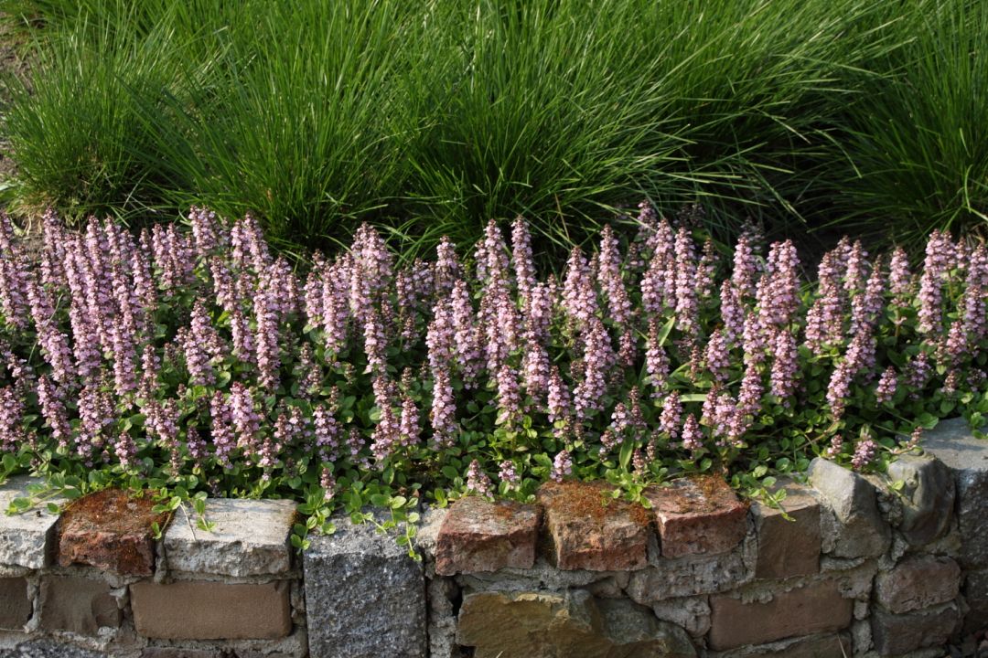 Ajuga reptans 'Rosea' - Kruipend zenegroen | De Tuinen van Appeltern