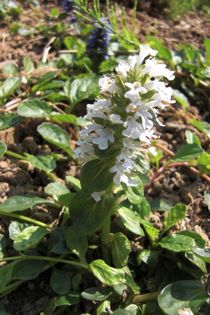 Ajuga reptans 'Alba'- Kruipend zenegroen | De Tuinen van Appeltern