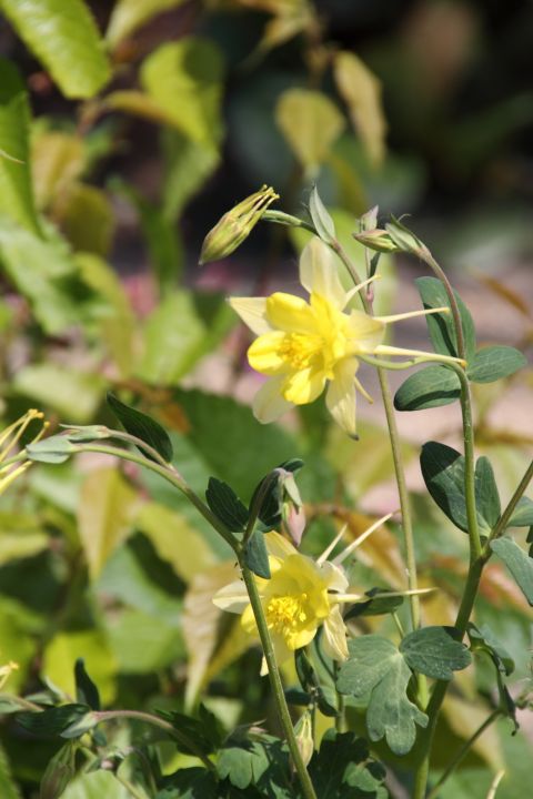 Aquilegia chrysantha 'Yellow Queen' - Akelei | De Tuinen van Appeltern