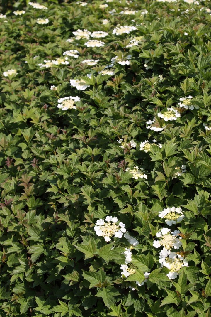 Viburnum opulus 'Compactum' - Gelderse roos | De Tuinen van Appeltern