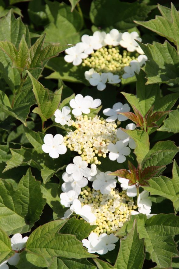 Viburnum opulus 'Compactum' (Gelderse roos) | De Tuinen van Appeltern