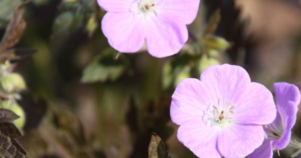 Geranium maculatum 'Elizabeth Ann' (Ooievaarsbek) | De Tuinen van Appeltern