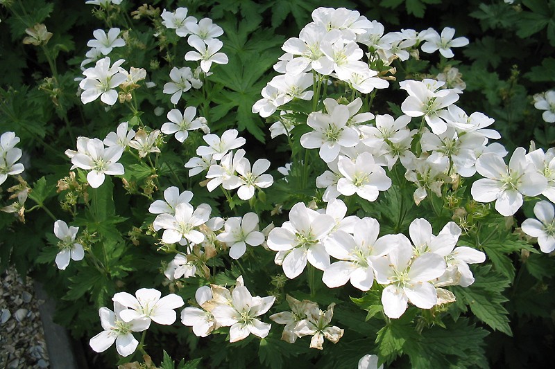 Geranium phaeum 'Album' - Ooievaarsbek - De Tuinen van Appeltern