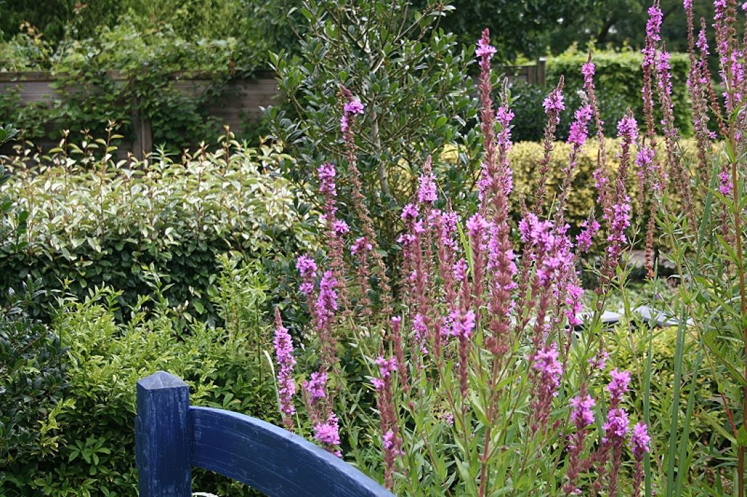 Lythrum salicaria - Grote kattenstaart | De Tuinen van Appeltern