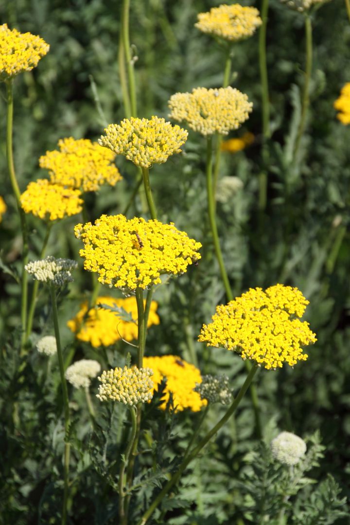 Achillea filipendulina 'Gold Plate' - Duizendblad | De Tuinen van Appeltern