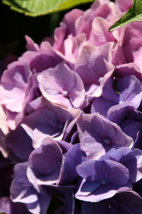 Hydrangea macrophylla 'Bodensee' - Tuinhortensia | De Tuinen van Appeltern