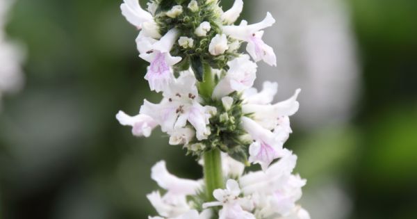Stachys discolor (= nivea) - Andoorn | De Tuinen van Appeltern