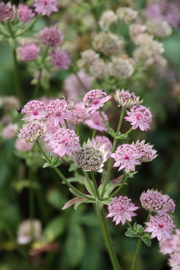 Astrantia major 'Pink Pride' - Zeeuws knopje | De Tuinen van Appeltern