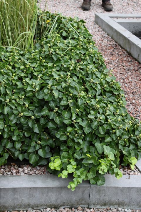 Hedera helix 'Arbori Compact' - Klimop, dwergstruik klimop | De Tuinen ...