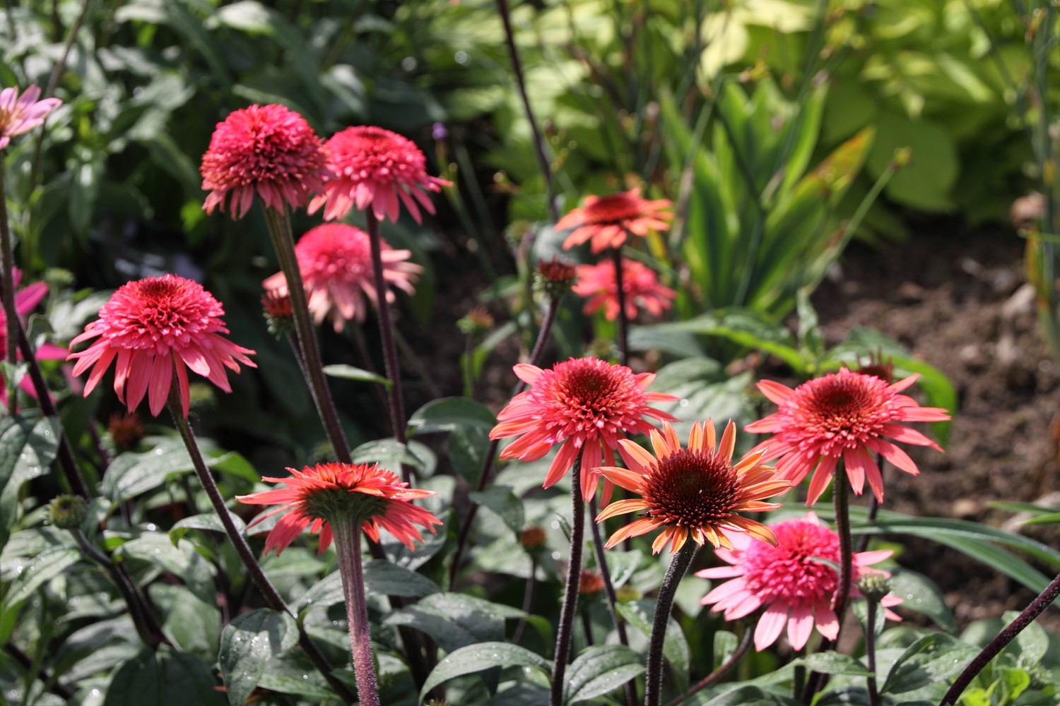 Echinacea 'Raspberry Truffle' - Zonnehoed - De Tuinen van Appeltern