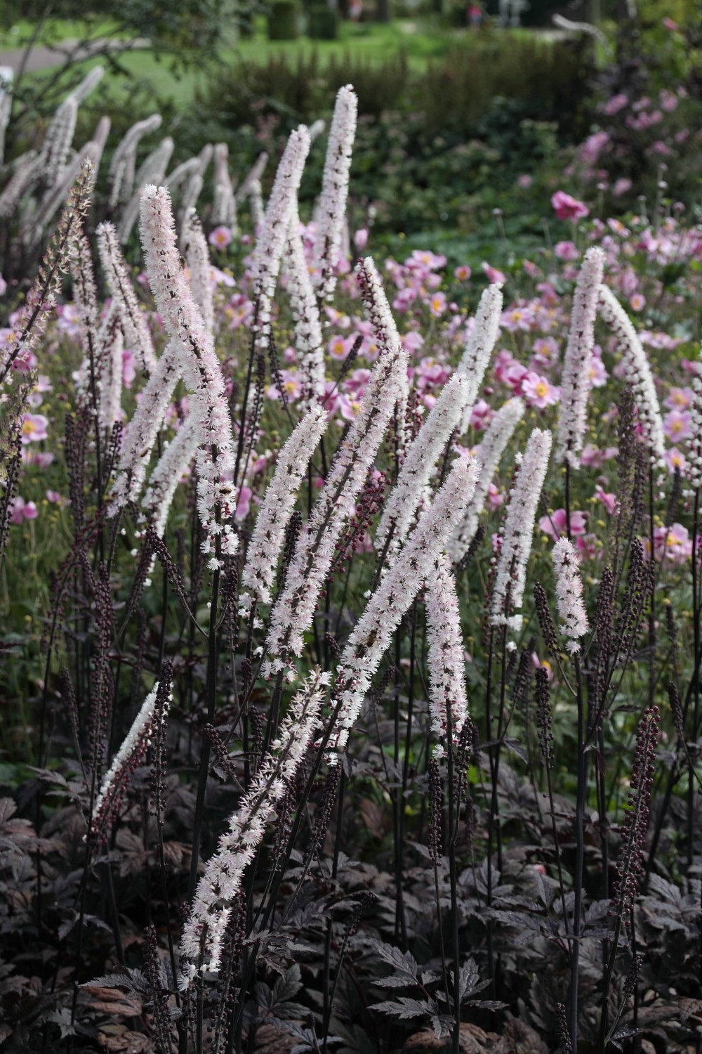 Cimicifuga ramosa 'Brunette' - (Donkerbladige) Zilverkaars - De Tuinen ...