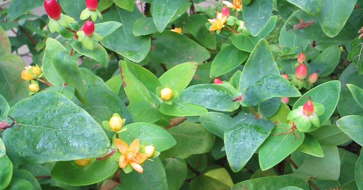 Hypericum x inodorum 'Elstead' - Hertshooi | De Tuinen van Appeltern