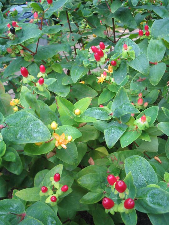 Hypericum x inodorum 'Elstead' - Hertshooi | De Tuinen van Appeltern