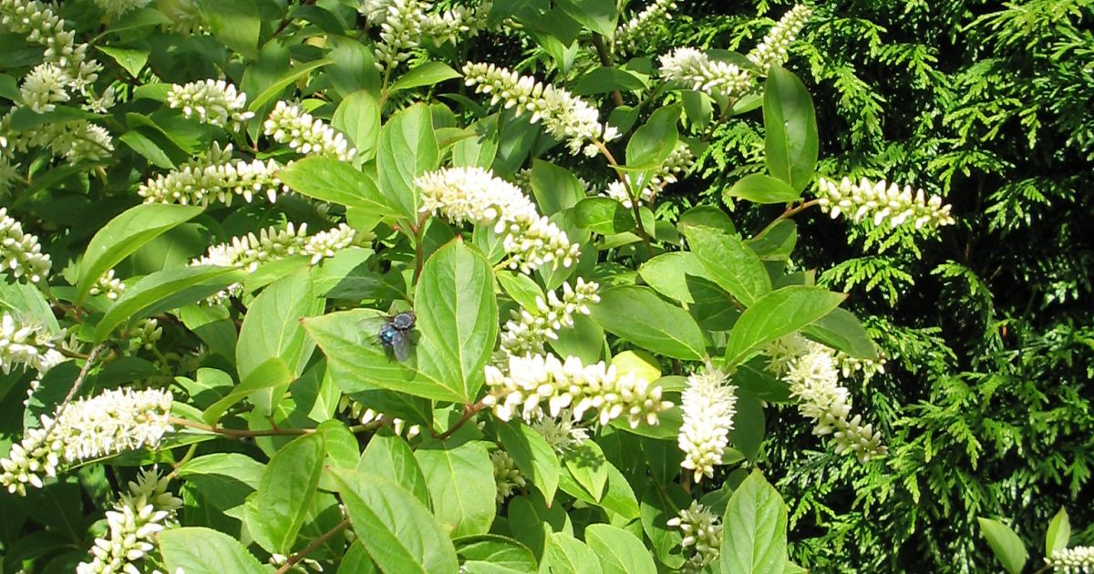 Itea virginica - Bloemwilg | De Tuinen van Appeltern
