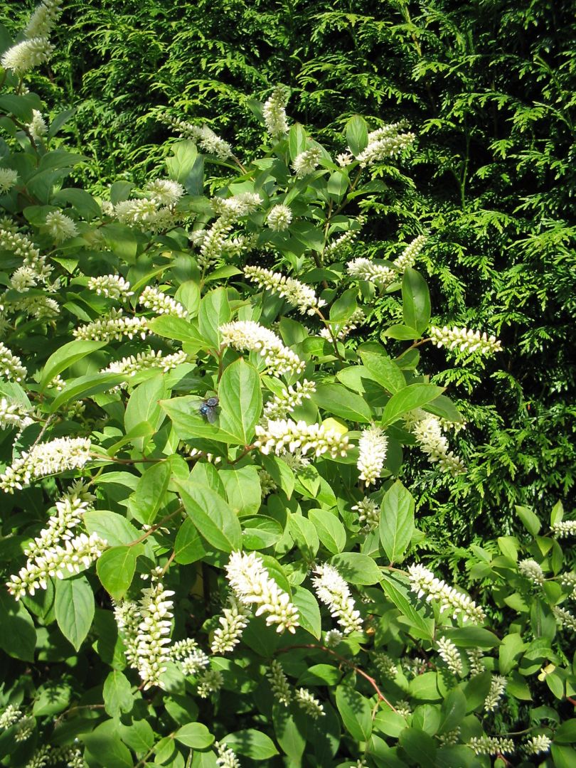 Itea virginica - Bloemwilg | De Tuinen van Appeltern