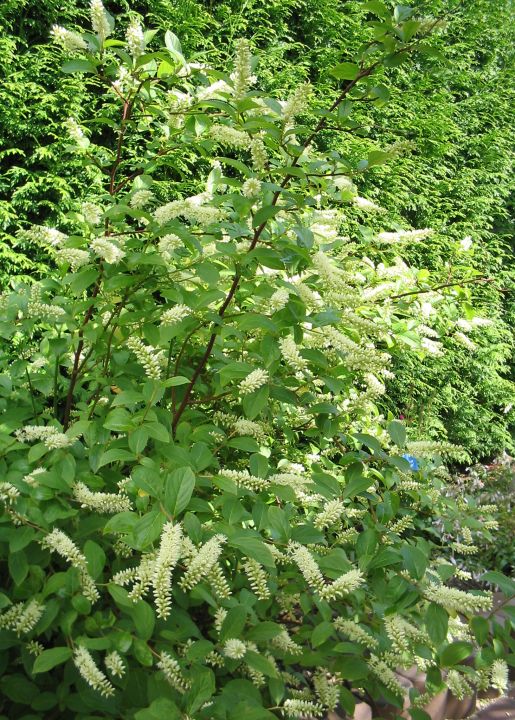 Itea virginica - Bloemwilg | De Tuinen van Appeltern