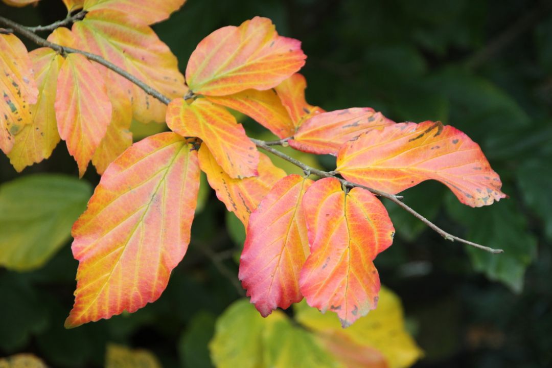 Parrotia persica - Perzisch IJzerhout | De Tuinen van Appeltern