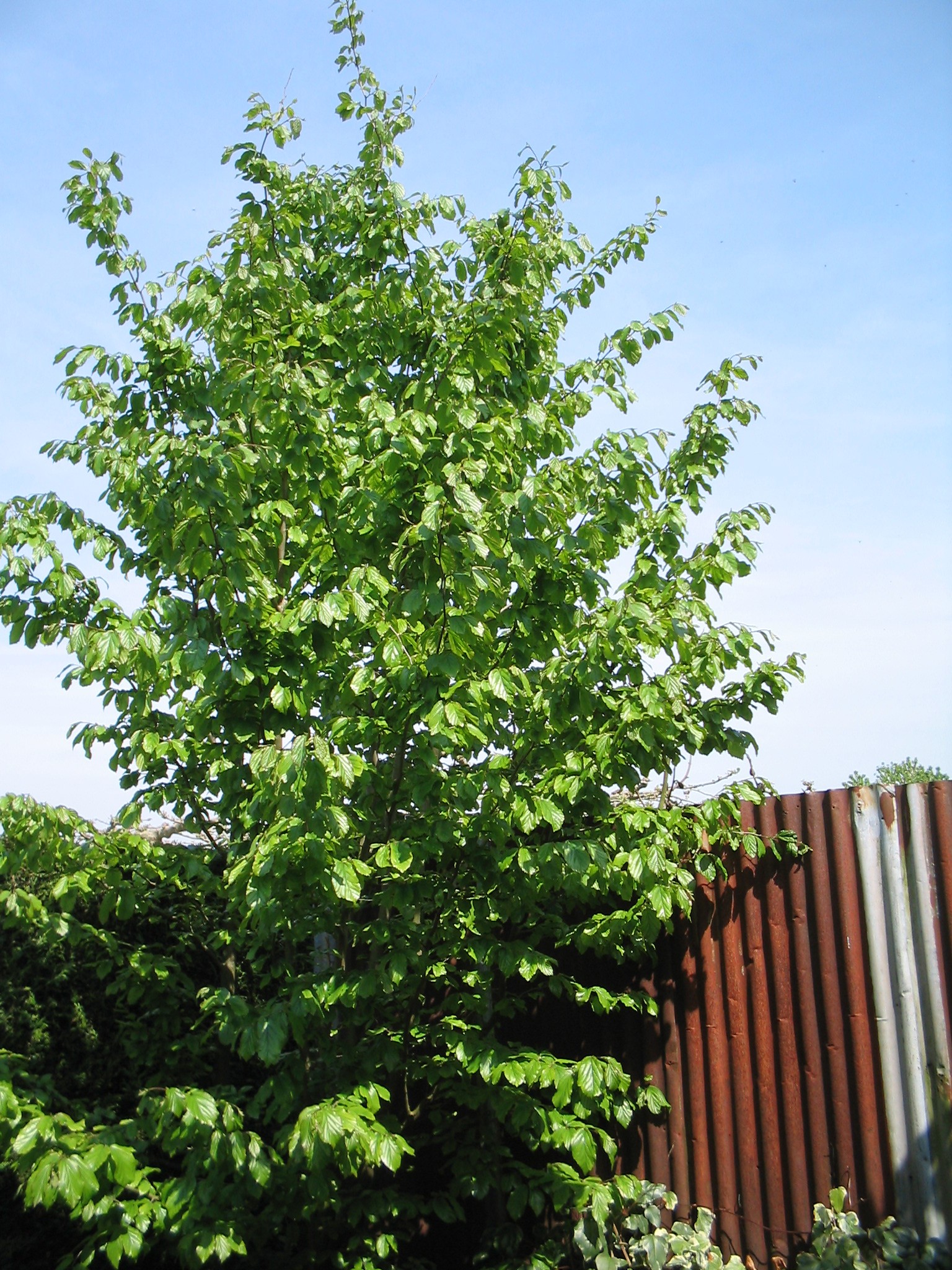 Parrotia persica - Perzisch IJzerhout - De Tuinen van Appeltern
