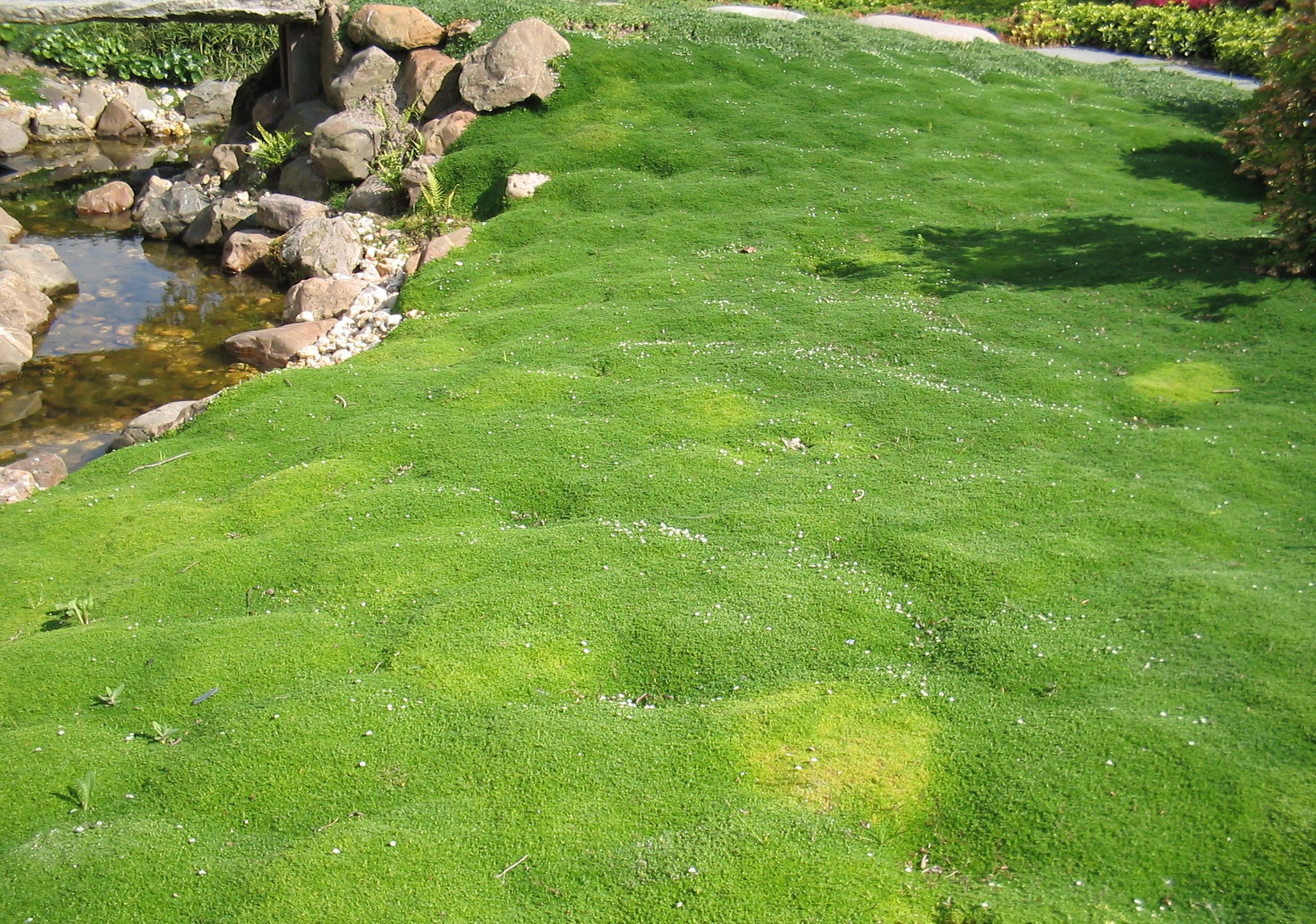 Sagina subulata - Priemvetmuur - De Tuinen van Appeltern
