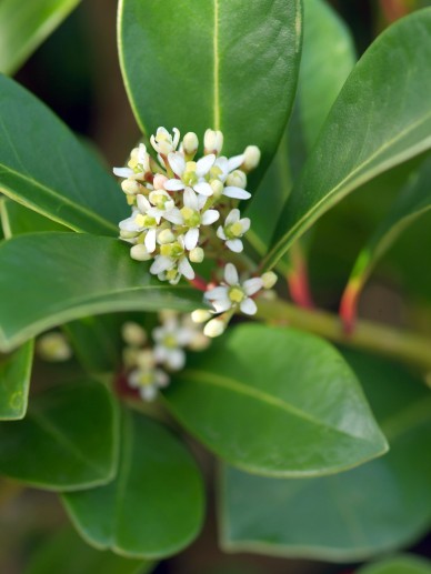 Skimmia japonica subsp. reevesiana - Skimmia | De Tuinen van Appeltern