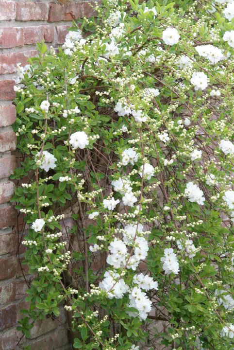 Exochorda x macrantha 'The Bride' - Parelstruik | De Tuinen van Appeltern