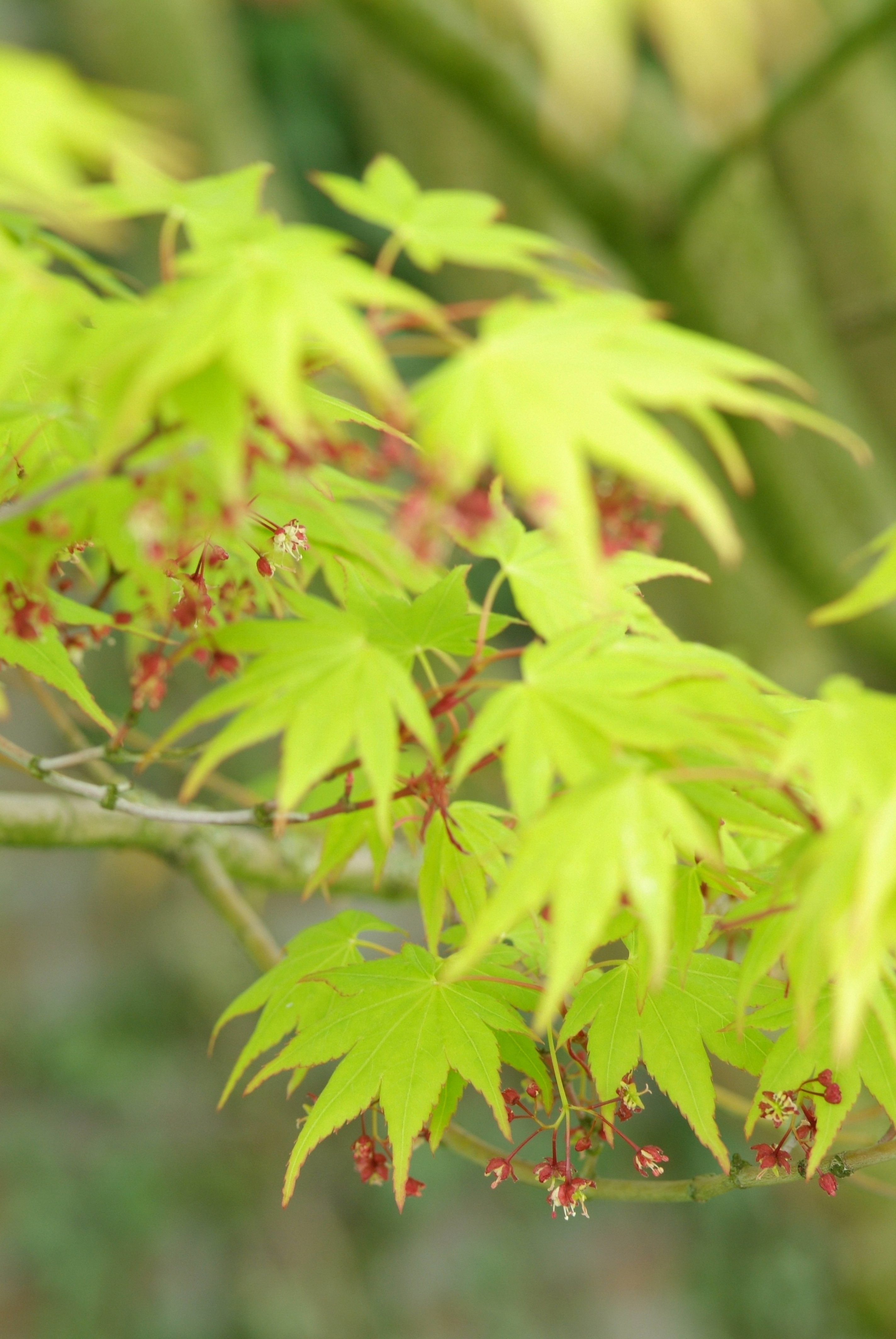 Acer palmatum - Japanse esdoorn - De Tuinen van Appeltern
