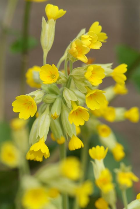 Primula veris - Gulden sleutelbloem | De Tuinen van Appeltern