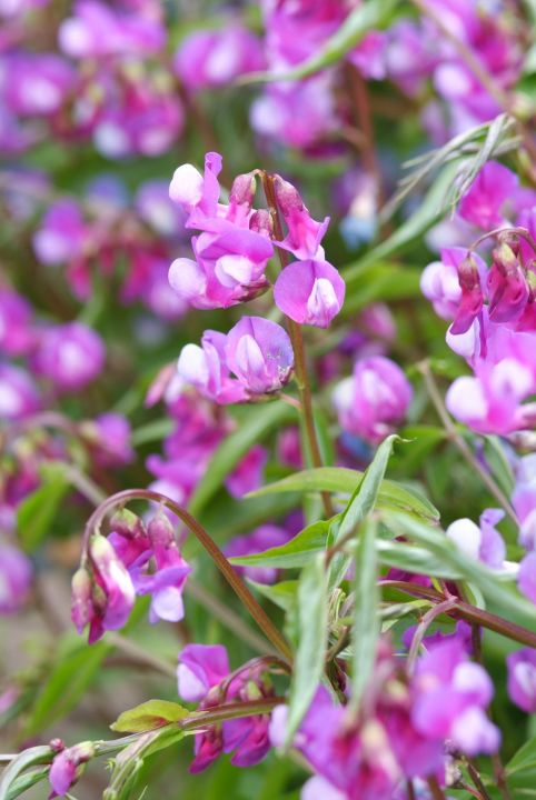 Lathyrus vernus - Pronkerwt | De Tuinen van Appeltern